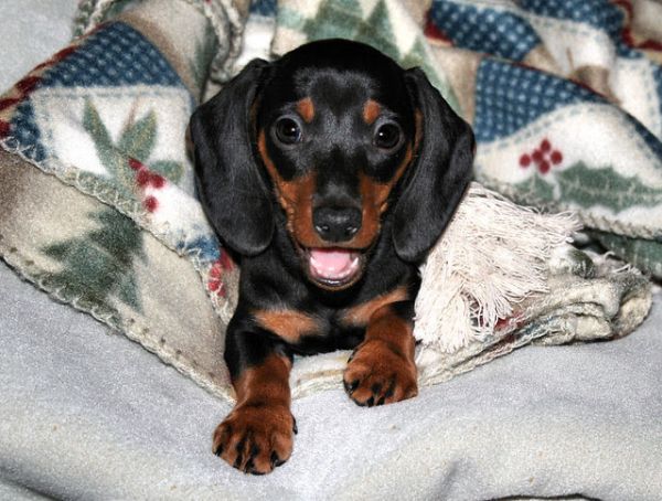 Vendita Bassotto da Privato a Torino bassotti nani cuccioli neri focati