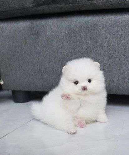 Vendita cucciolo Volpino Pomerania da Privato a valpino pomerania mini ...