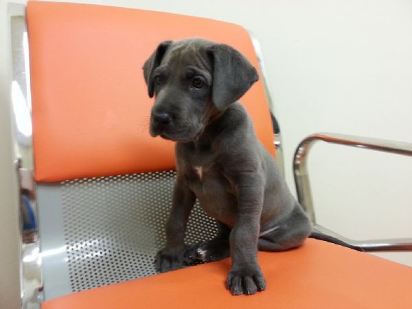 Vendita Alano da Privato a Vercelli alano cuccioli 05/09/2022