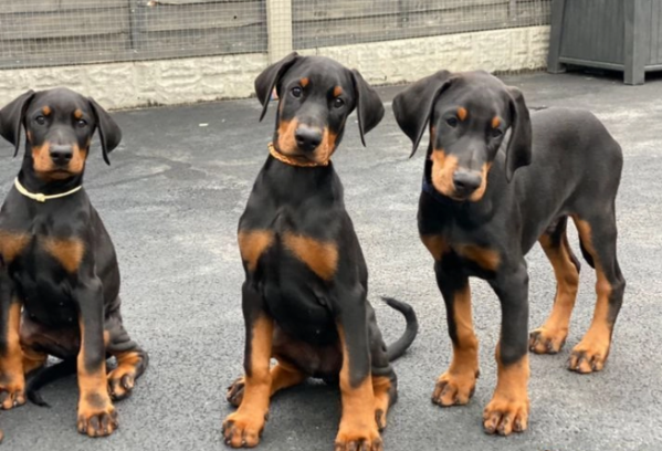 Vendita Dobermann da Privato a Napoli cuccioli di dobermann maschio e ...