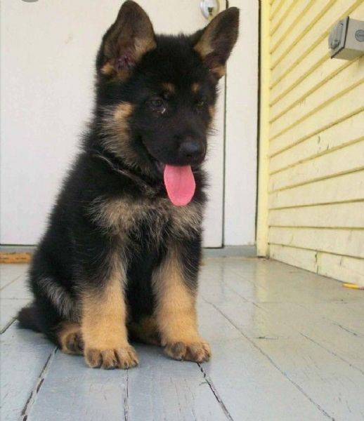 Regalo cucciolo Pastore Tedesco da Volontario a regalo cuccioli pastore ...