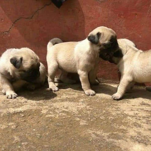 Vendita Carlino da Privato a Roma vendo simpatici cuccioli di carlino