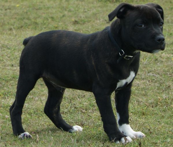 Vendita Staffordshire da Privato a Vercelli cuccioli di staffordshire ...