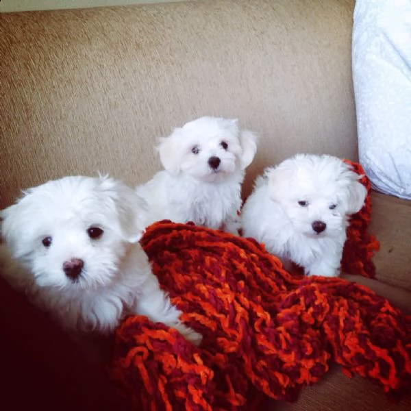 Regalo Maltese da Privato a Milano disponibili quattro bellissimi ...