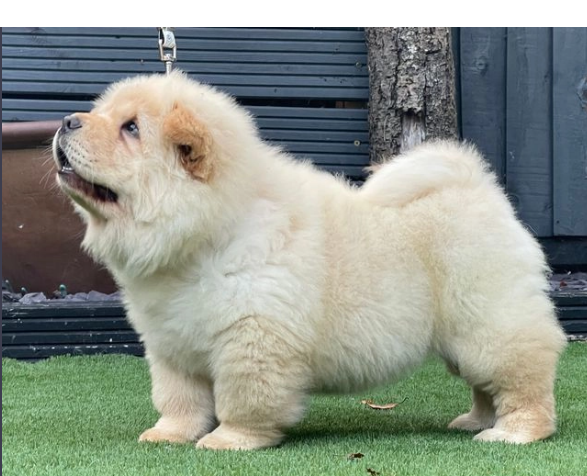 Vendita Chow Chow da Privato a Roma bellissime cucciolate di cuccioli ...