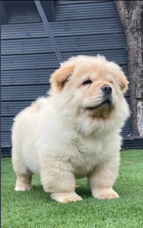 Vendita Chow Chow da Privato a Roma bellissime cucciolate di cuccioli ...