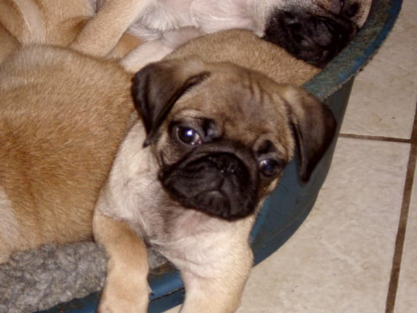 Vendita Carlino da Privato a Verona disponibili stupendi cuccioli carlino