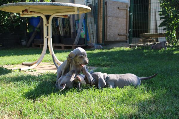 Vendita Weimaraner da Privato a Torino disponibili bellissimi cuccioli ...