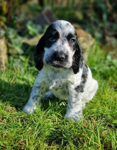 Vendita Cocker Spaniel Inglese da Privato a Savona cuccioli di cocker ...