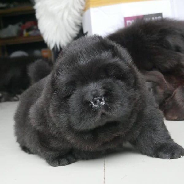 Vendita cucciolo Chow Chow da Privato a Milano lettiera corretta di ...