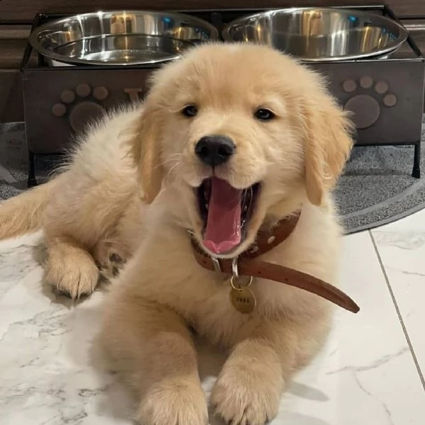 Regalo Golden Retriever da Privato a Napoli cuccioli golden retriever