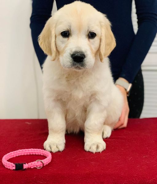 Regalo Golden Retriever da Privato a Crotone cuccioli golden retriever