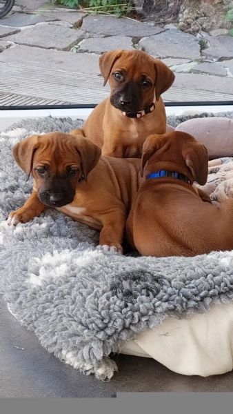 Vendita Rhodesian Ridgeback da Privato a Ascoli Piceno cuccioli ...