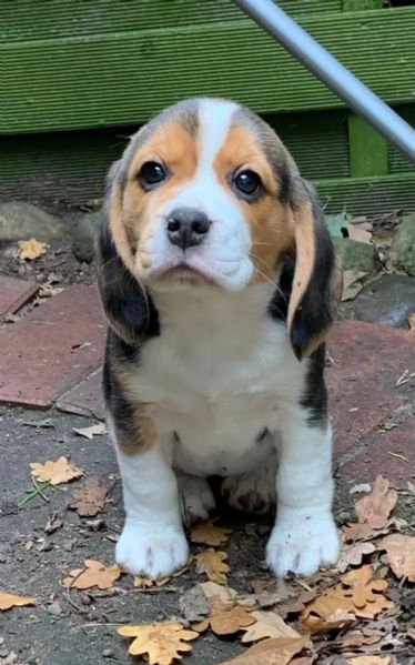 Vendita Beagle da Privato a Verbano-Cusio-Ossola disponibili cuccioli ...