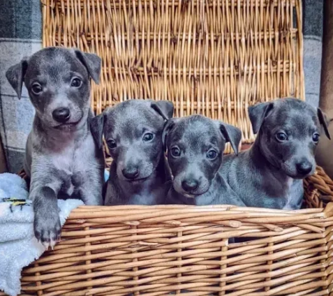 Vendita Levriero da Privato a Milano cuccioli di levriero italiano sani ...