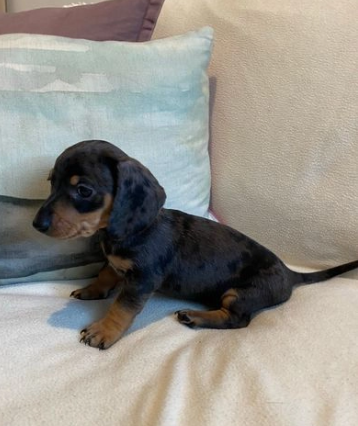 Vendita Bassotto da Privato a Milano due bellissimi cuccioli di ...