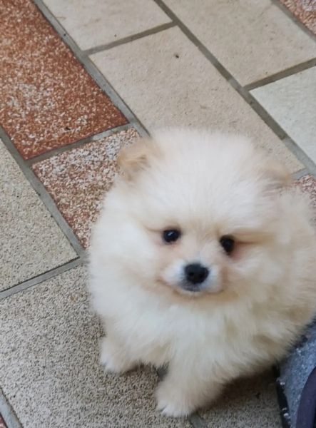 Vendita Volpino Pomerania da Privato a Pavia volpino di pomerania toy