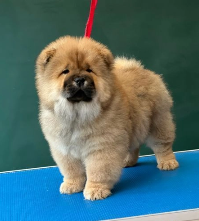 Vendita Chow Chow da Privato a Roma cucciolo chow chow maschio e femmina