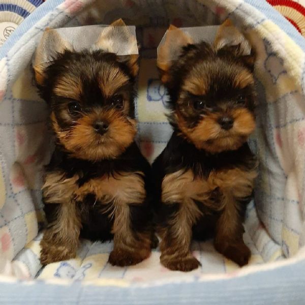 Vendita cucciolo Yorkshire da Privato a regalo yorkie toy disponibile