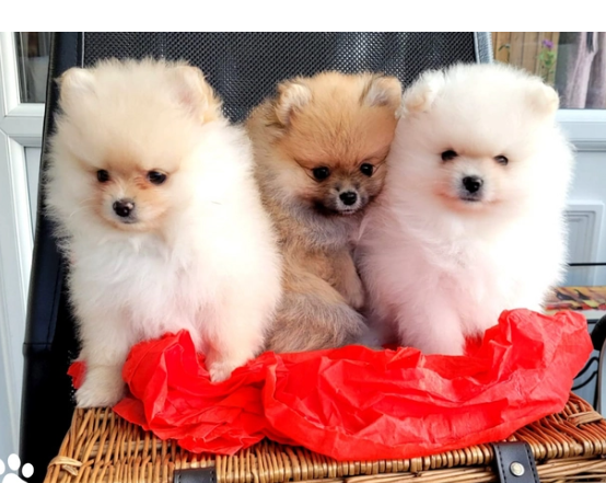 Vendita Volpino Pomerania da Privato a Torino prenotabili di pomerania ...