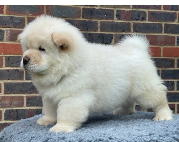 Vendita Chow Chow da Privato a Roma cuccioli di razza chow chow crema