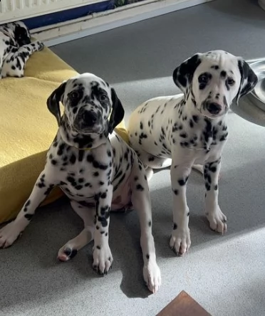 Vendita Dalmata da Privato a Firenze due cuccioli di razza dalmata