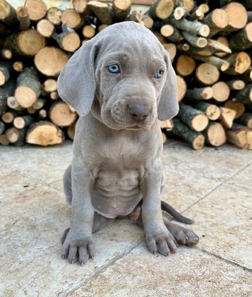 Vendita cucciolo Weimaraner da Privato a Isernia cuccioli weimaraner ...