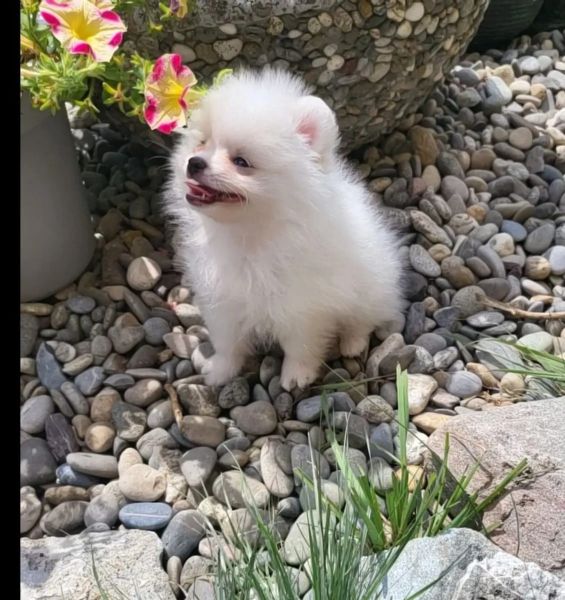Vendita Volpino Pomerania da Privato a Pisa cuccioli piccola volpino ...