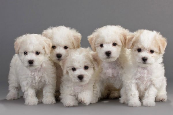 Vendita cucciolo Bichon da Privato a Grosseto bellissimi cuccioli di ...