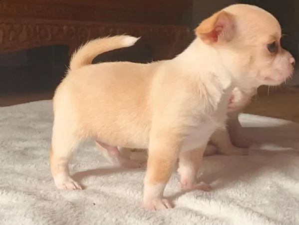 Vendita Chihuahua da Privato a Torino cuccioli chihuahua 07/11/2022