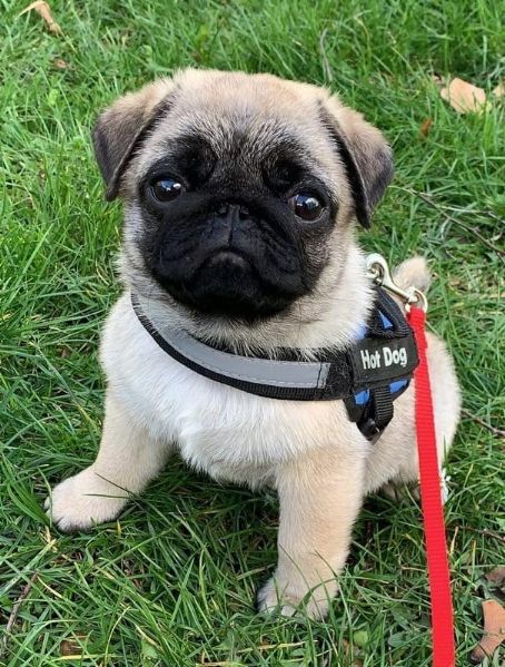 Vendita Carlino da Privato a Trieste bellissimo cucciolo di carlino