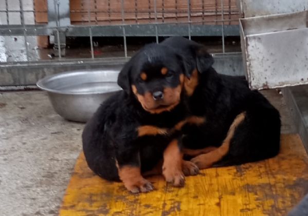 Vendita cucciolo Rottweiler da Privato a Bergamo cuccioli rottweiler Vendita cucciolo Rottweiler da Privato a Bergamo cuccioli rottweiler