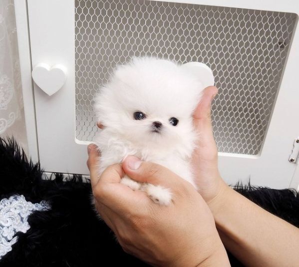 Vendita Volpino Pomerania da Privato a Verona bellissimi cuccioli di ...