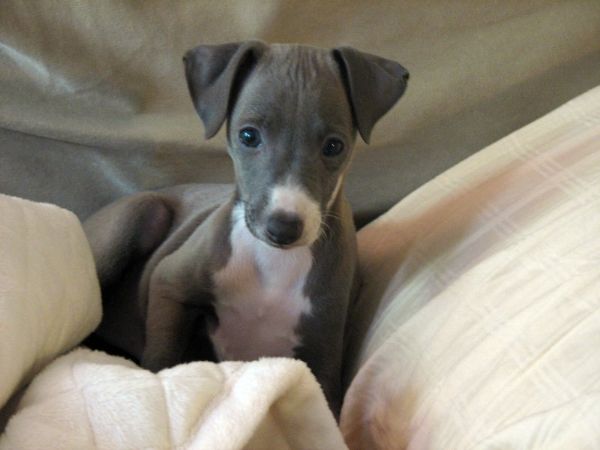 Vendita Levriero da Privato a Bari cuccioli di levriero italiano 16/12/2022