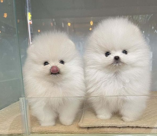 Vendita Volpino Pomerania da Privato a Milano adozione di due volpino ...