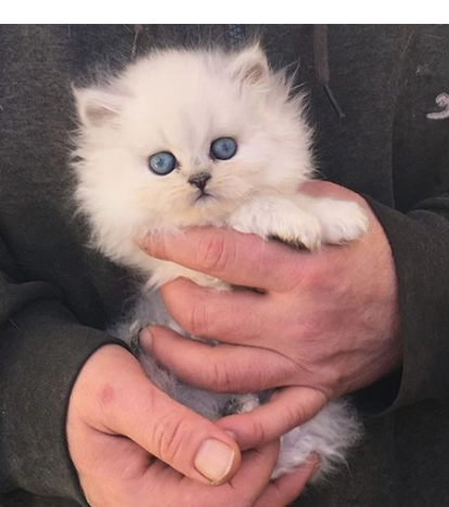 Vendita Persiano da Privato a Milano gattini persiani maschio e femmina