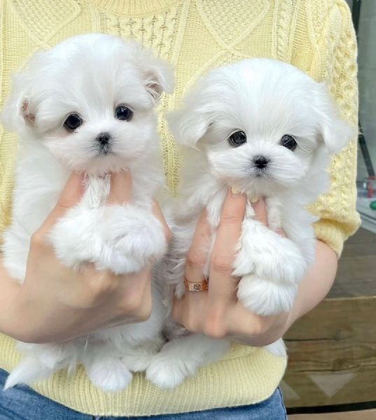 Vendita cucciolo Maltese da Privato a Verona cuccioli maltesi molto ...