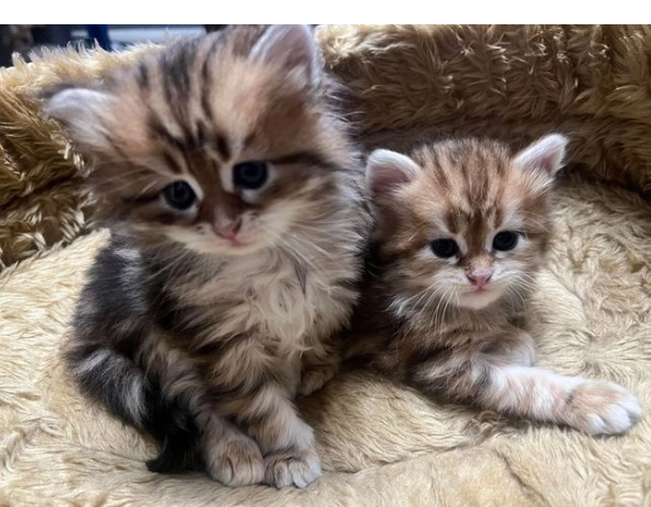 Vendita Siberiano da Privato a Milano puri gattini siberiani 11/12/2022