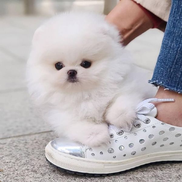 Regalo cucciolo Volpino Pomerania da Privato a regalo volpino pomerania ...
