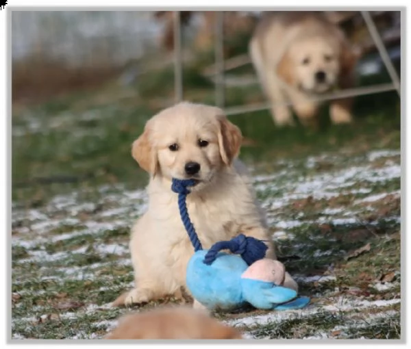 Vendita Golden Retriever da Privato a Frosinone cuccioli di golden retriever