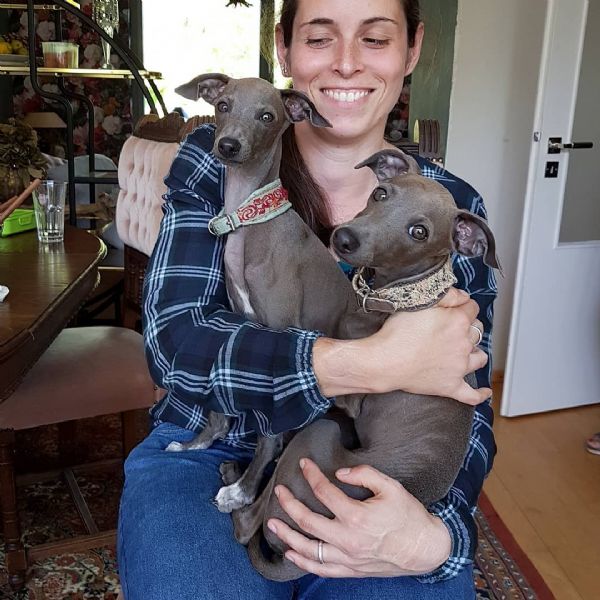 Vendita cucciolo Piccolo Levriero Italiano da Privato a Napoli levriero ...