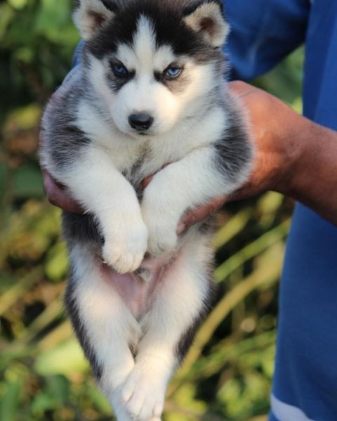Vendita Husky da Privato a Massa Carrara meravigliosi cuccioli di ...