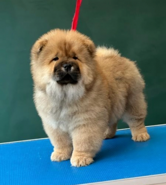 Vendita cucciolo da Privato a Aosta cuccioli di chow chow disponibili