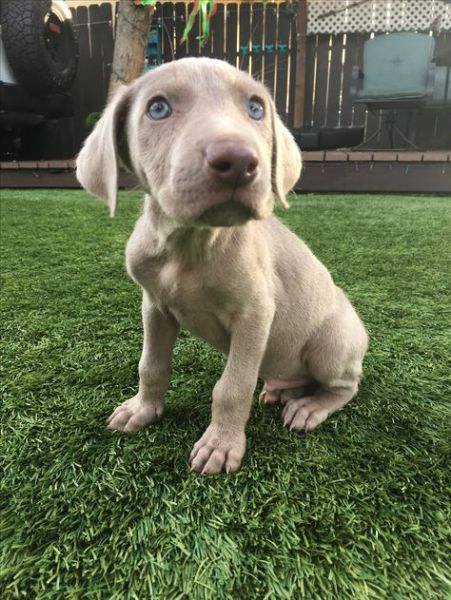 Cerco cucciolo Alano da Volontario a regalo adorabili cuccioli alano ...