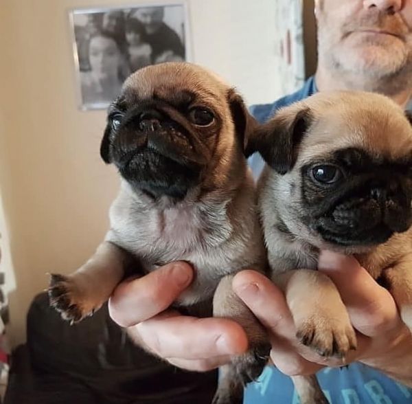 Vendita cucciolo Carlino da Privato a Milano cuccioli di carlino super ...