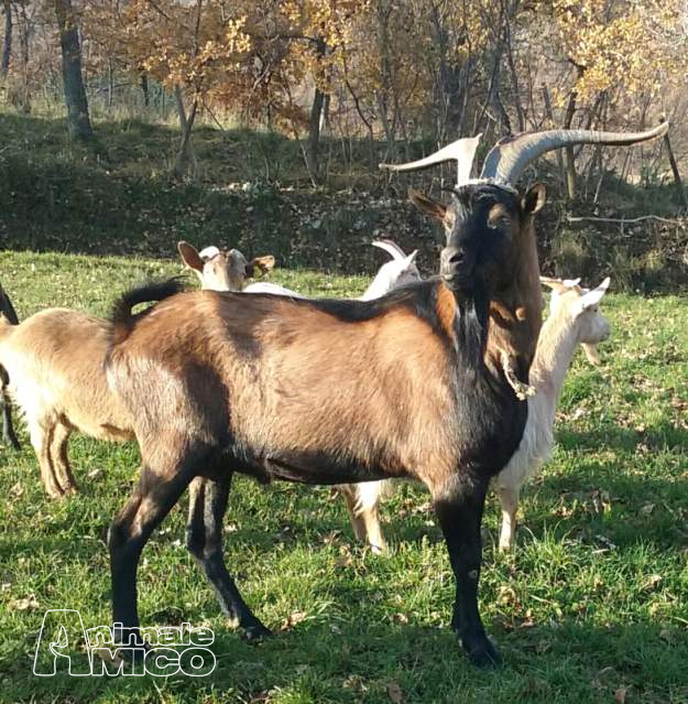 Vendita Capra da Allevatore a Ascoli Piceno camosciata delle alpi ...