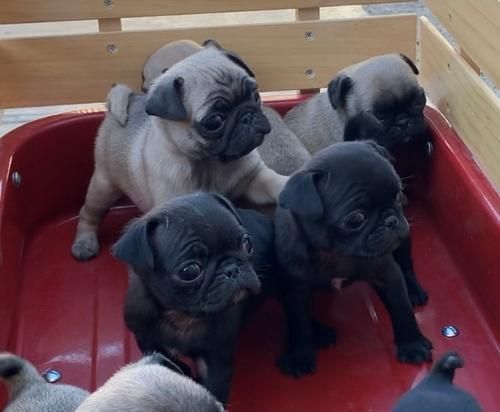 Regalo Papillon da Privato a Barletta-Andria-Trani i cuccioli di kc reg ...
