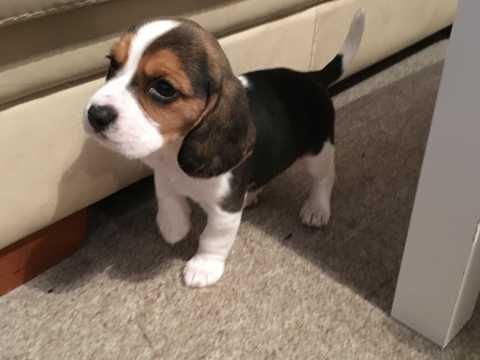 Regalo cucciolo da Volontario a Fermo regalo beagle cuccioli meravigliosi