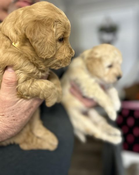 Vendita cucciolo Golden Retriever da Privato a Napoli adorabile golden retriever in vendita