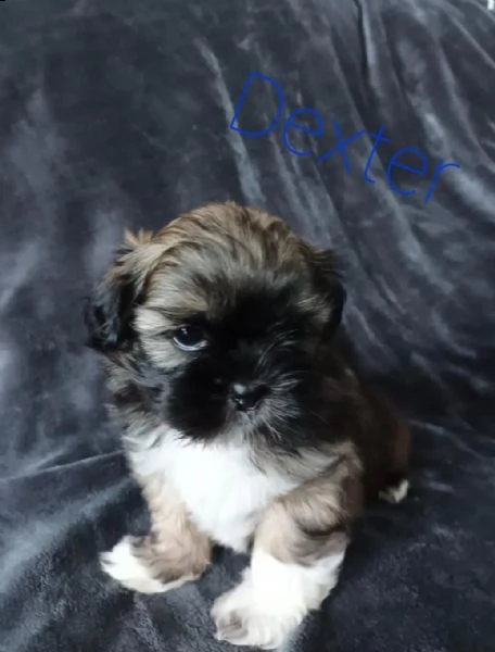 Regalo Shitzu da Privato a Mantova cuccioli di shih tzu [at]gasperiao ...